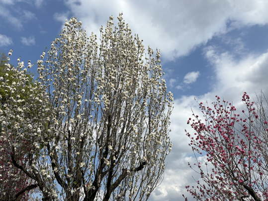 所沢の寺社 金仙寺と中氷川神社: コーヒーブレイク